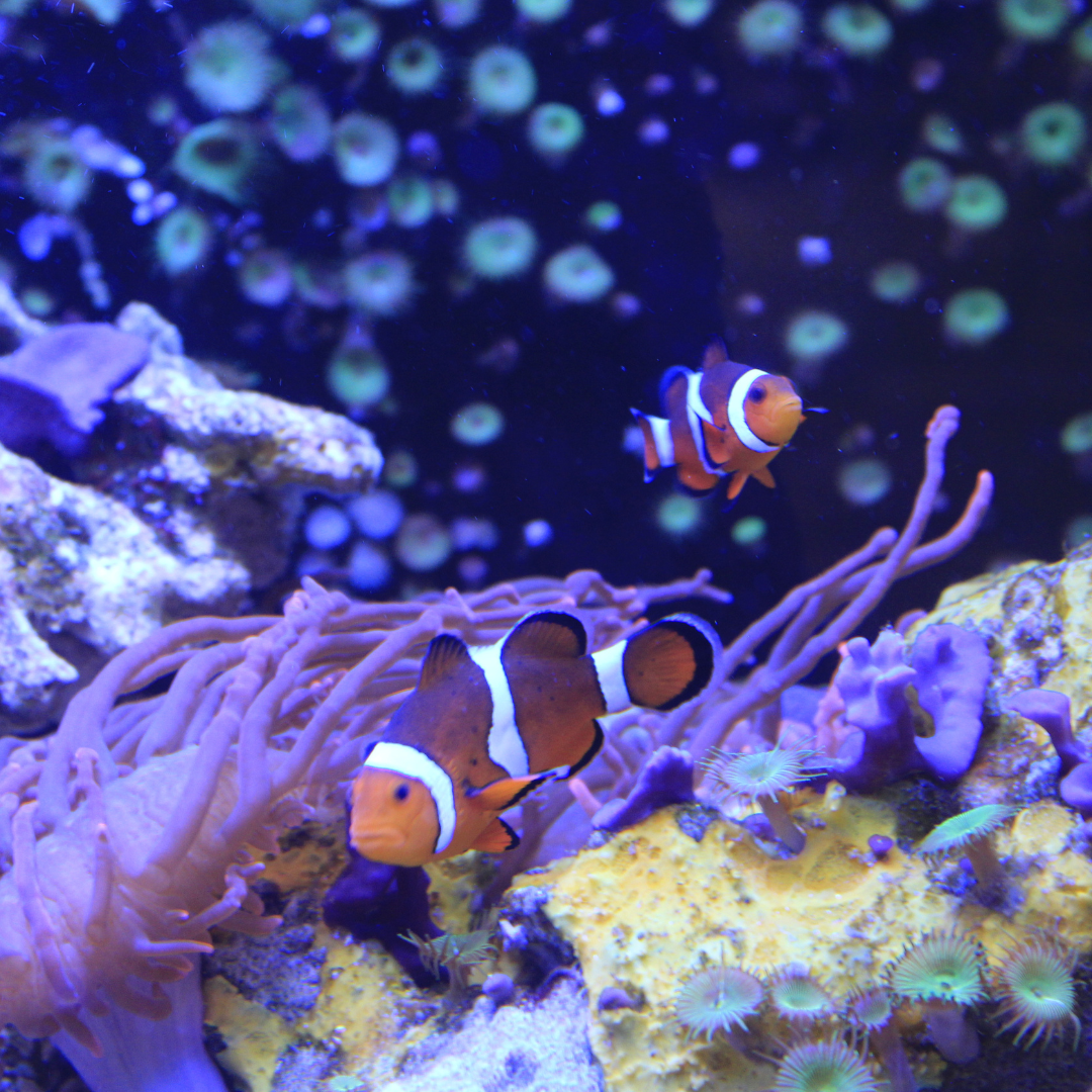 Exhibits » Headwaters Science Center